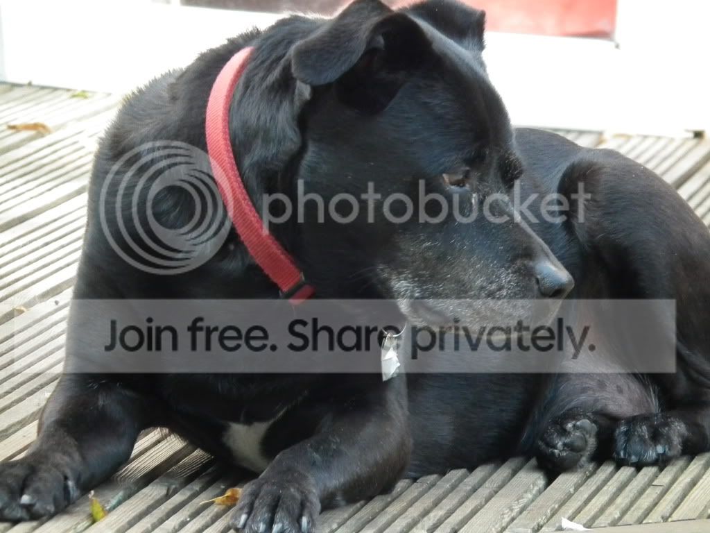 Baloo - 5 year old male Labrador cross Staffordshire Bull Terrier ...