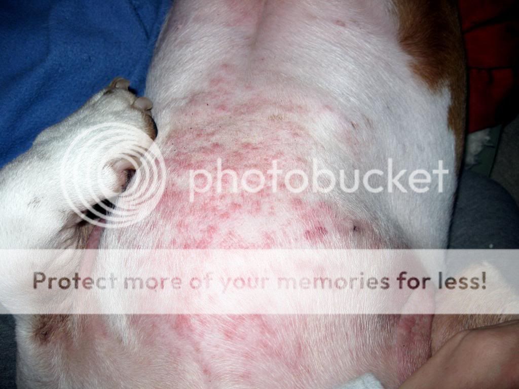 Skin issues, need help! | Basset Hounds Forum